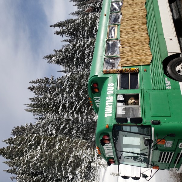 Our Fleet | The Turtle Bus