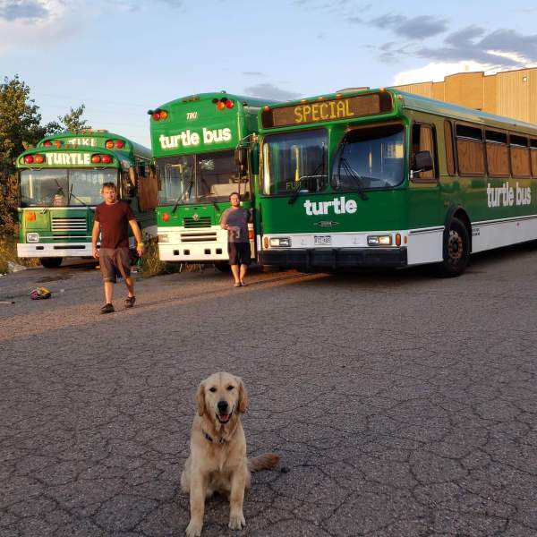 Our Fleet | The Turtle Bus