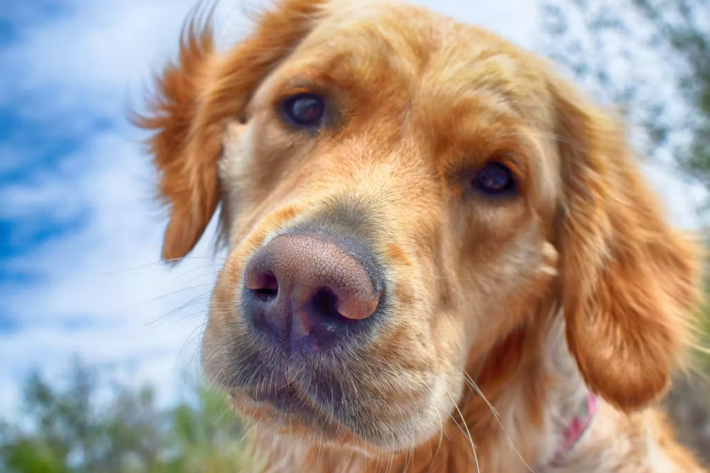 About Our Team | The Turtle Bus